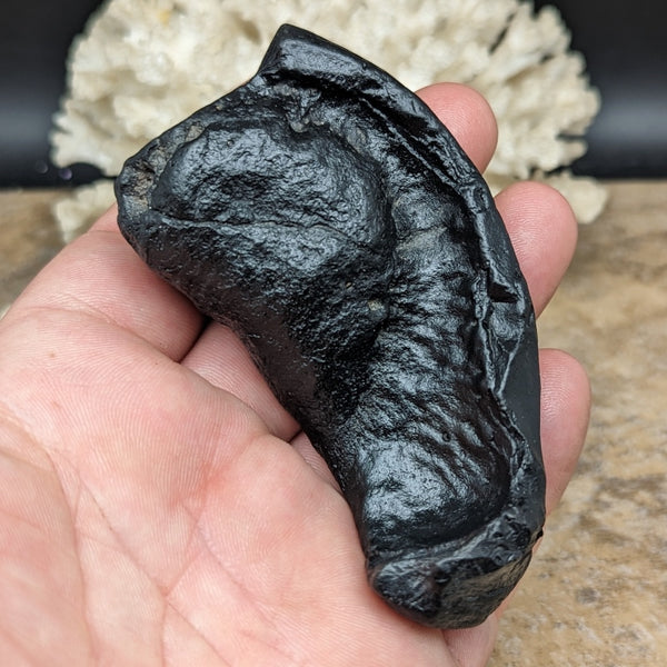 Whale Ear Bone Fossil~CRFWEB07 – EarthSpeak