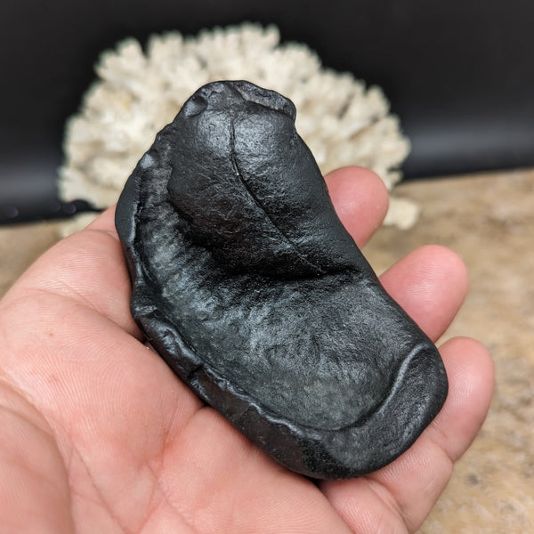 Whale Ear Bone Fossil~CRFWEB09 – EarthSpeak